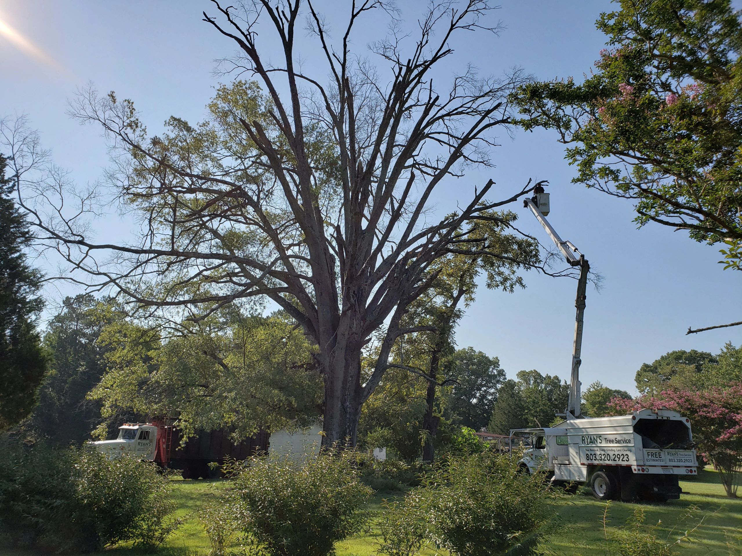 Ryan's Tree Service & Land Clearing